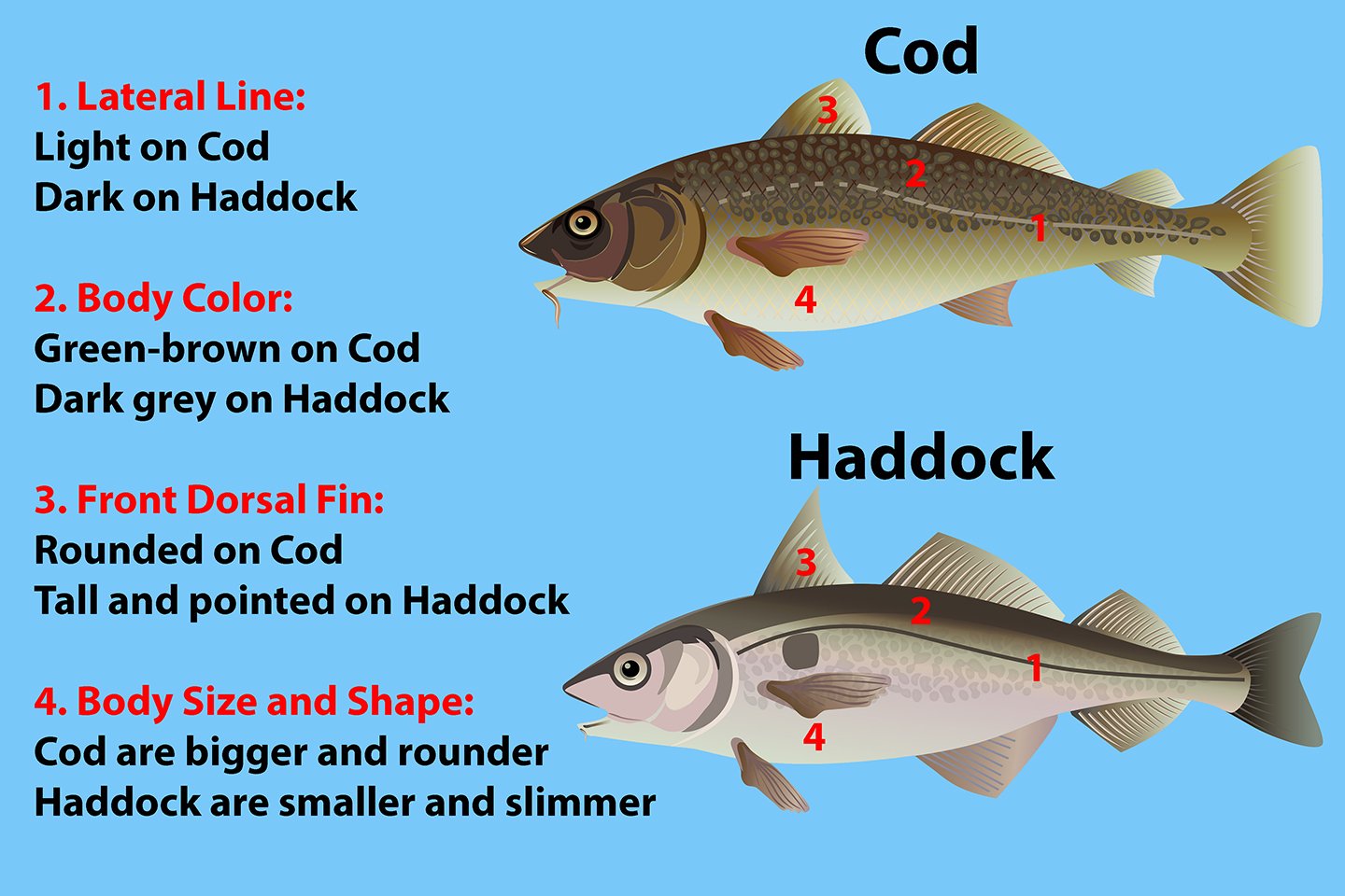 How big is a haddock fish?