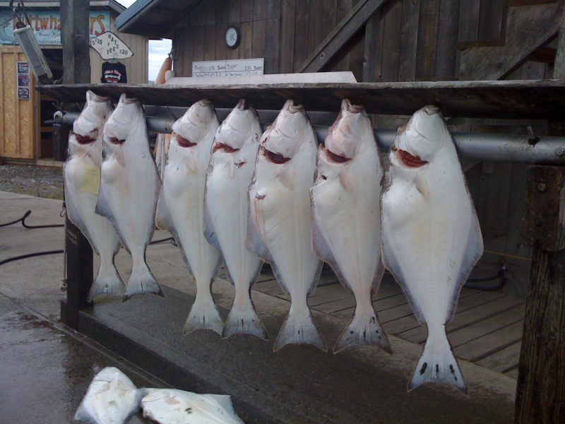 How big is a halibut cheek?