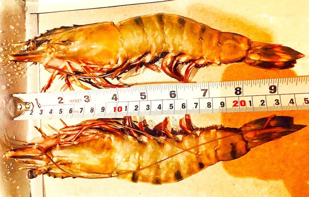 How big is a jumbo tiger prawn?