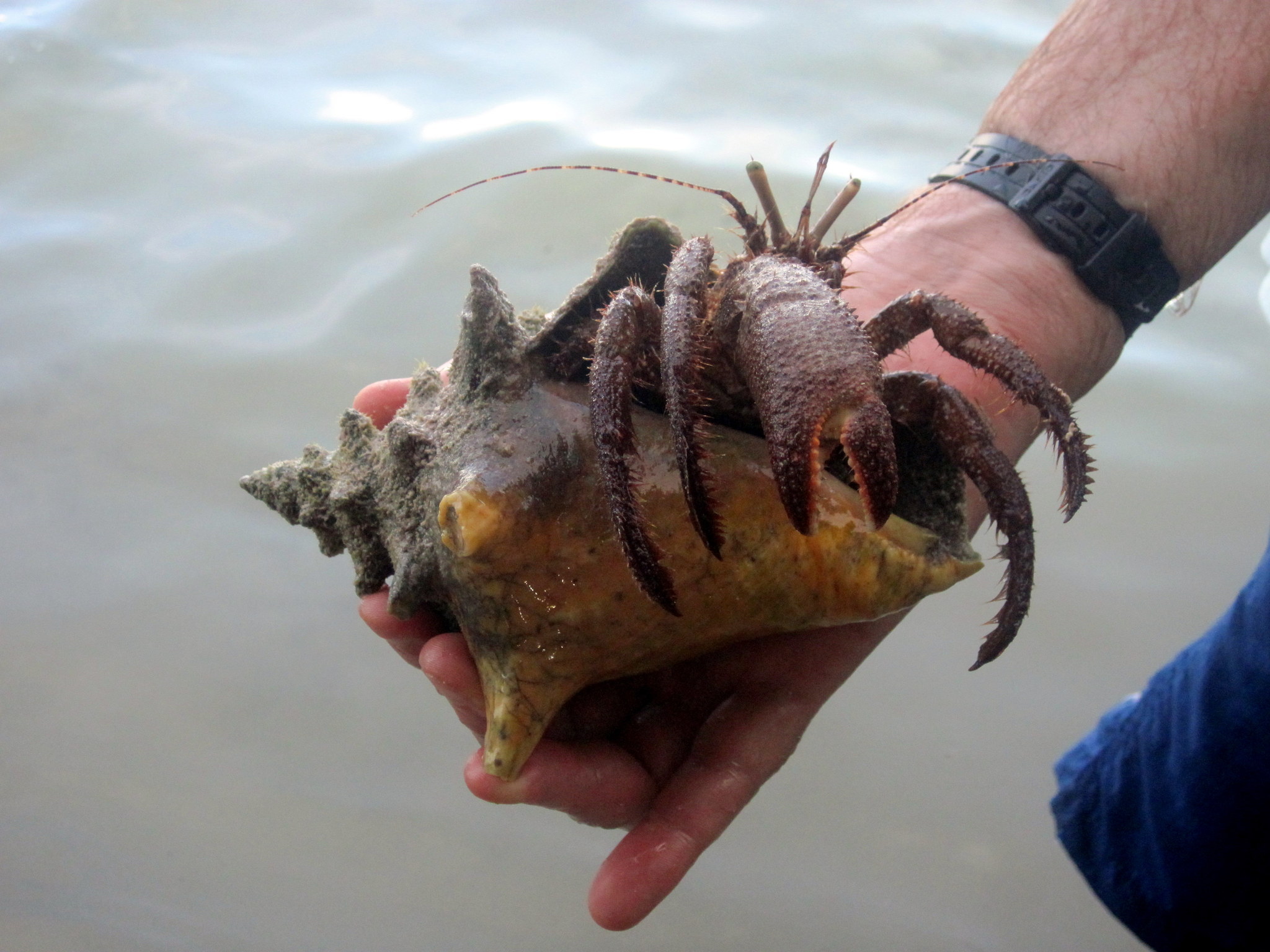 How big is a large hermit crab?
