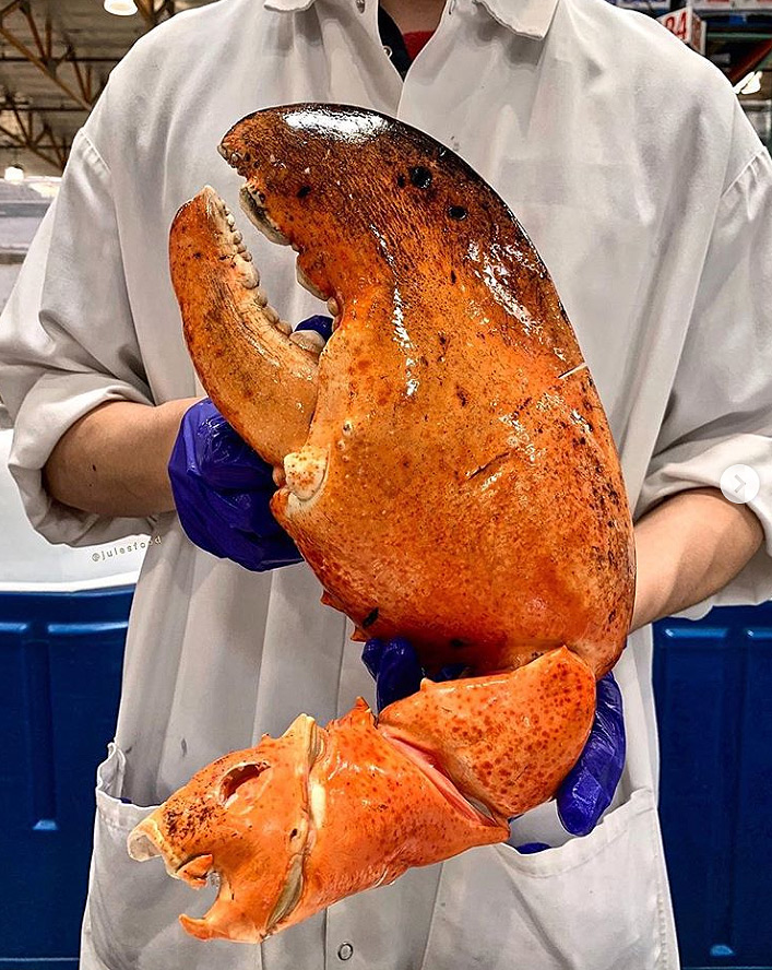 How big is a lobster claw?