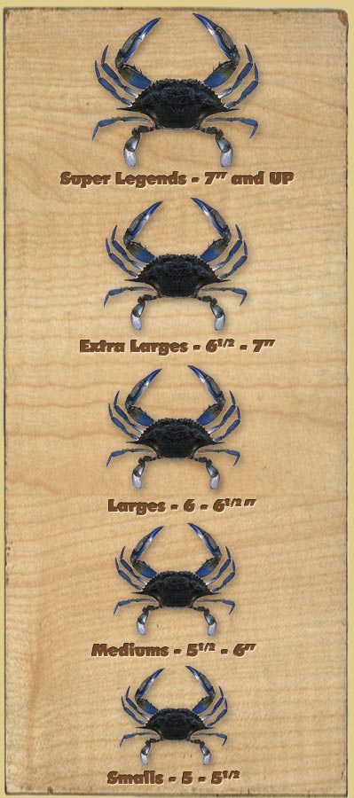 How big is a number 1 blue crab?