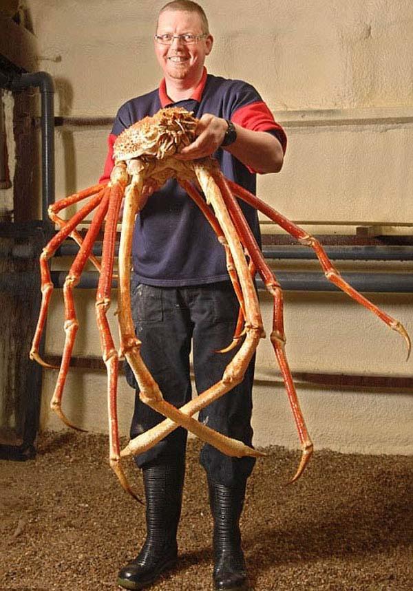 How big is a spider crab to a human?