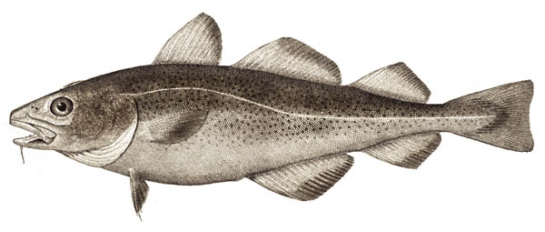 How big is an Atlantic cod?