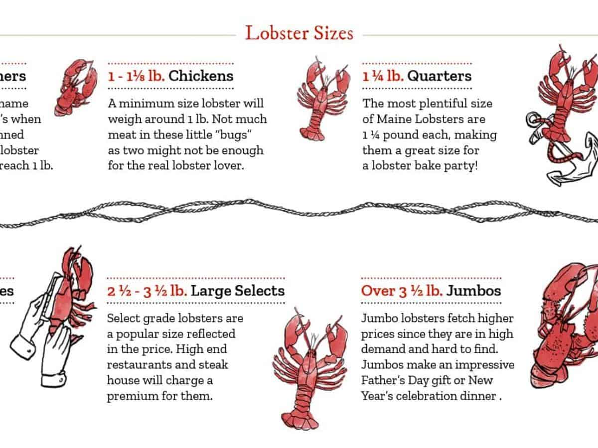 How big is the average lobster tail?