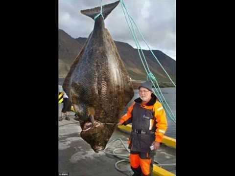 How big is the biggest halibut ever caught?