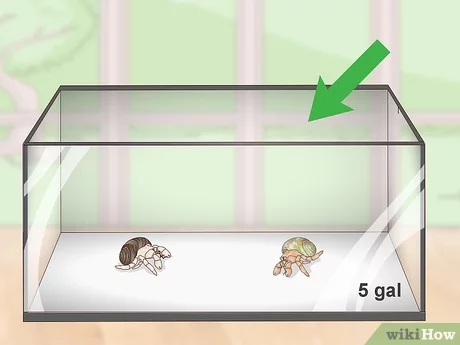 How big of a cage do you need for a hermit crab?