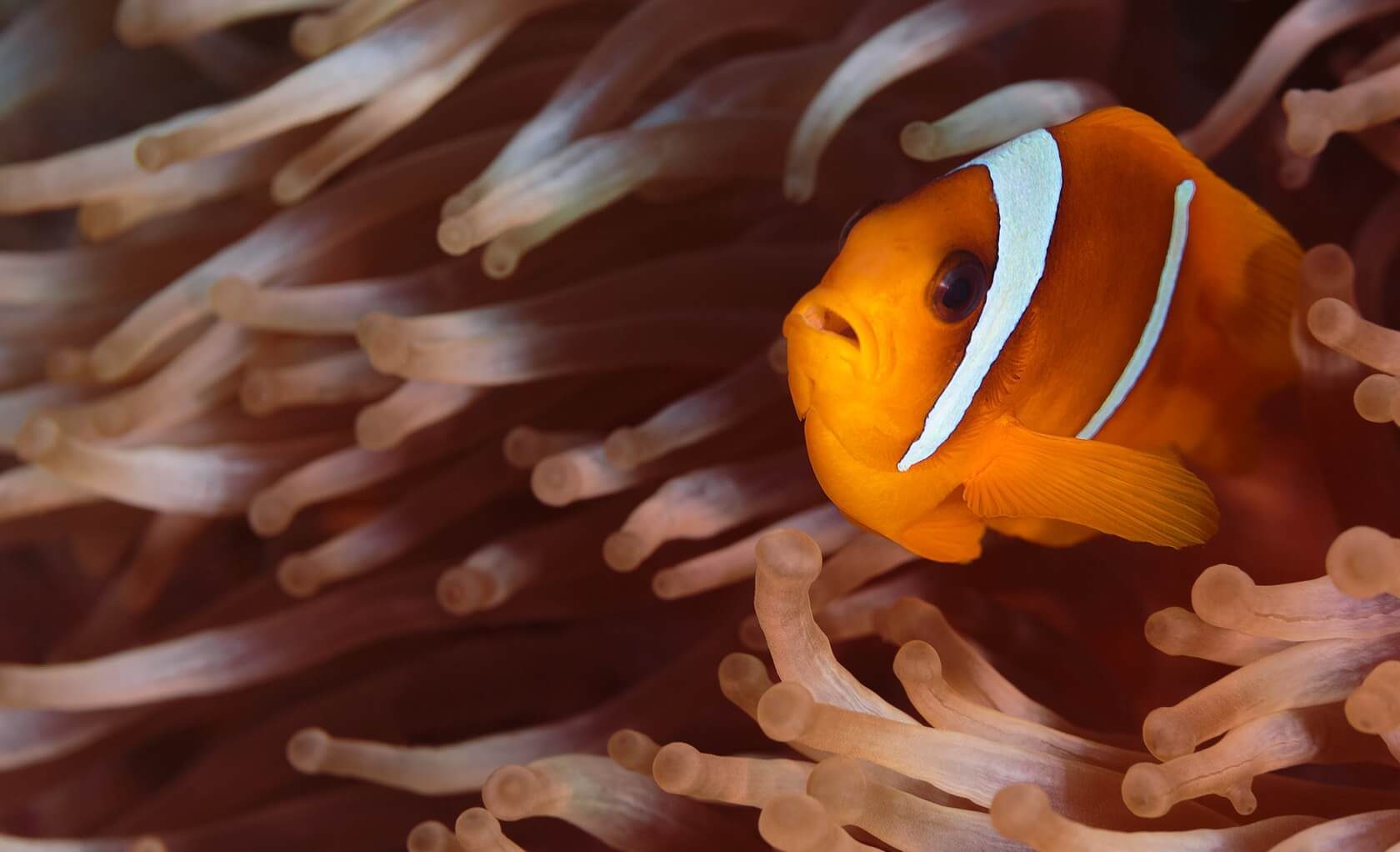 How big of a tank do you need for clownfish?