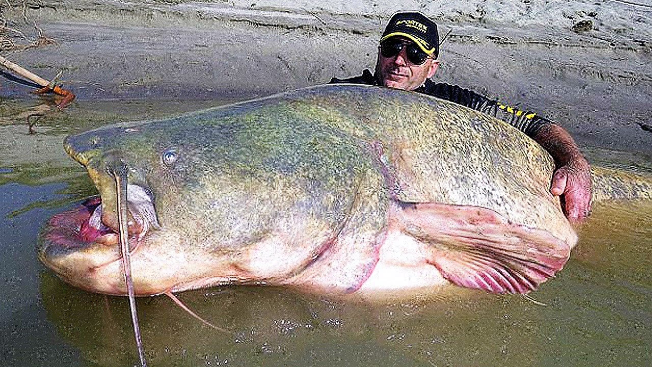 How big was the biggest fish ever caught?