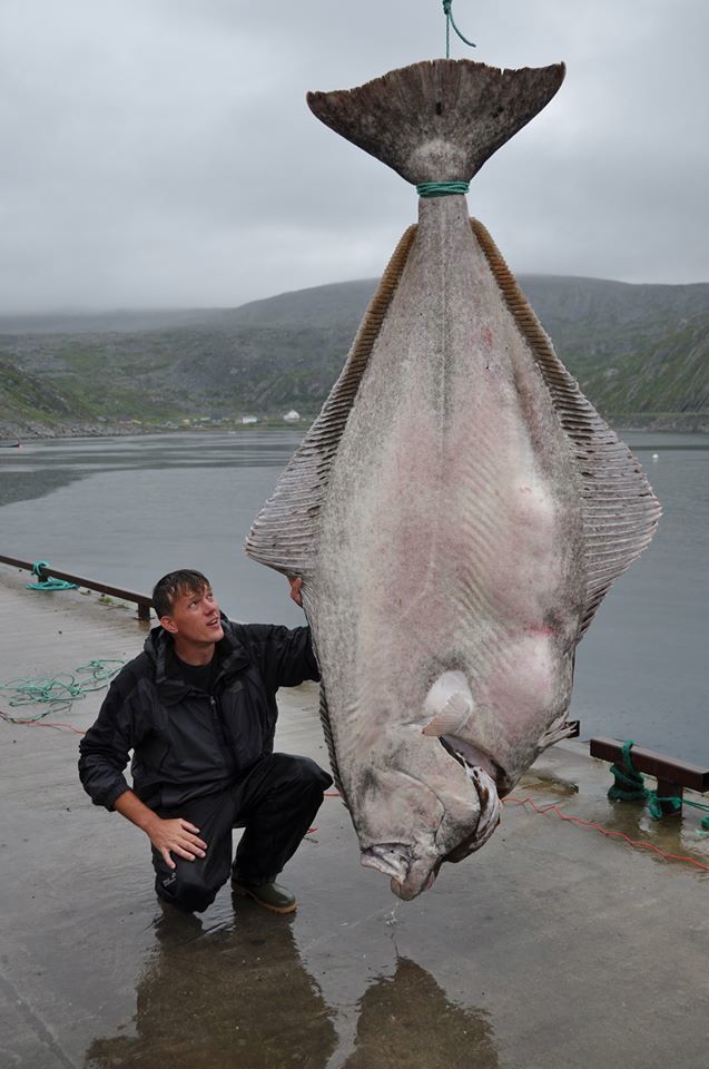 How big was the biggest halibut caught in the Atlantic?