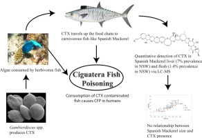 How can ciguatoxin be prevented?