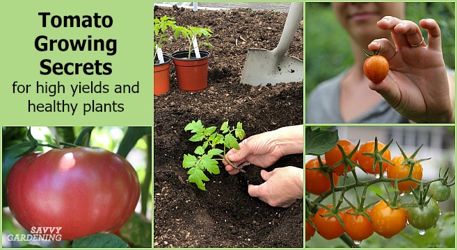 How can I encourage my tomatoes to grow?