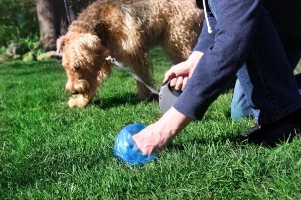 How can I harden my dogs poop?