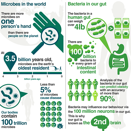 How can I improve my gut microbiome fast?