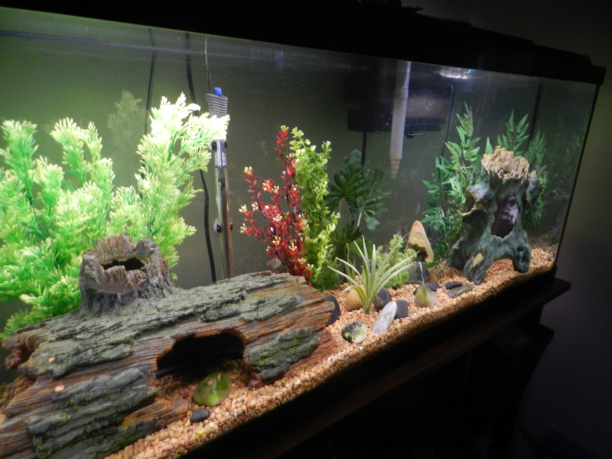 How can I Make my Aquarium more water-efficient?