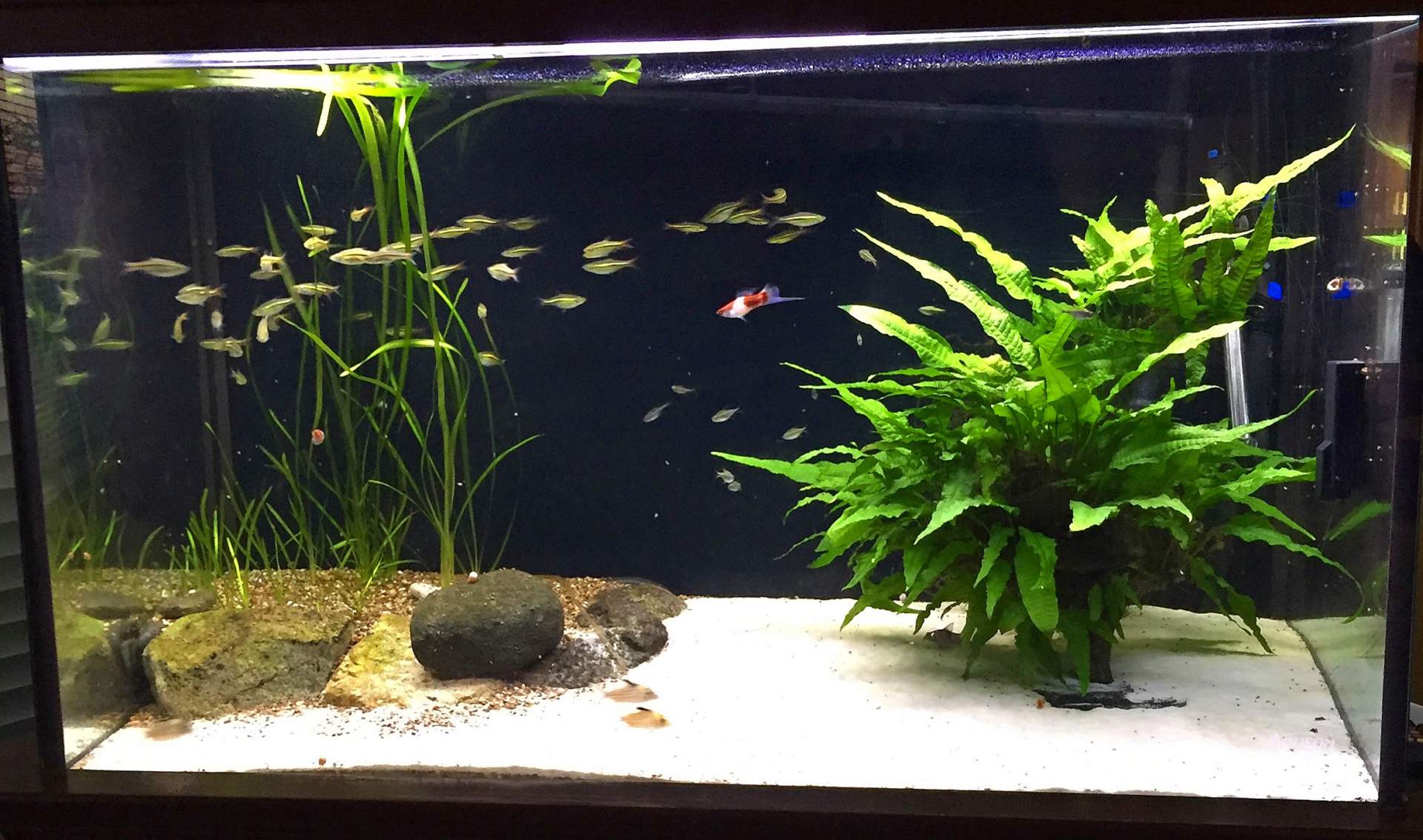 How can I make my fish tank healthy?