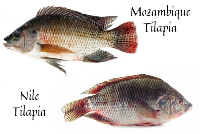 How can I make tilapia grow faster?