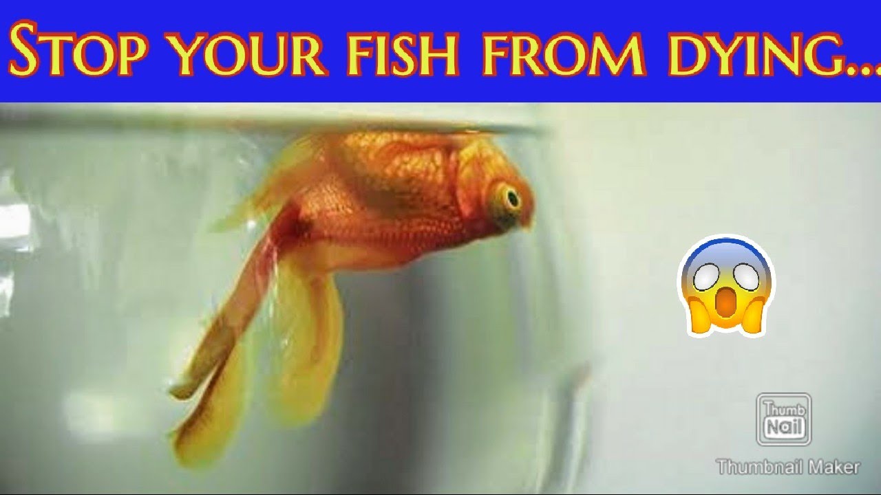 How can I save my dying fish at home?