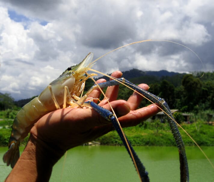 How can we help our river prawns survive?