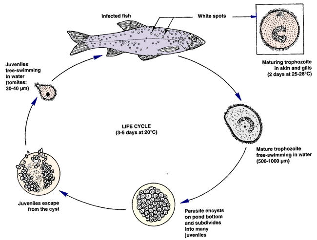 How can we increase resistance of fish under culture?