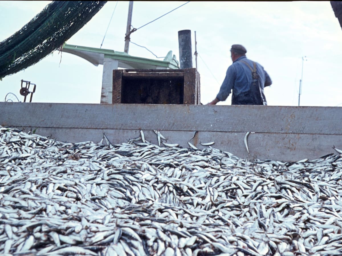 How can we reverse the effects of overfishing?