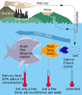 How can you avoid eating mercury?