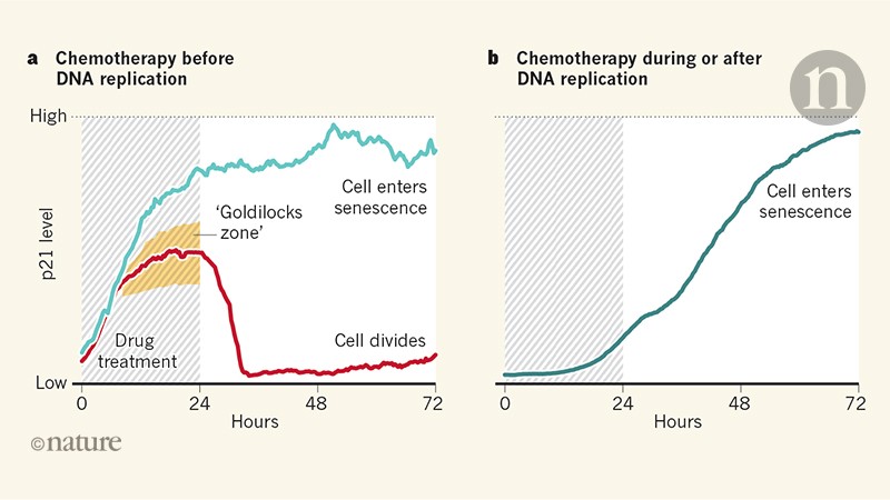 How can you improve the effectiveness of chemotherapy?