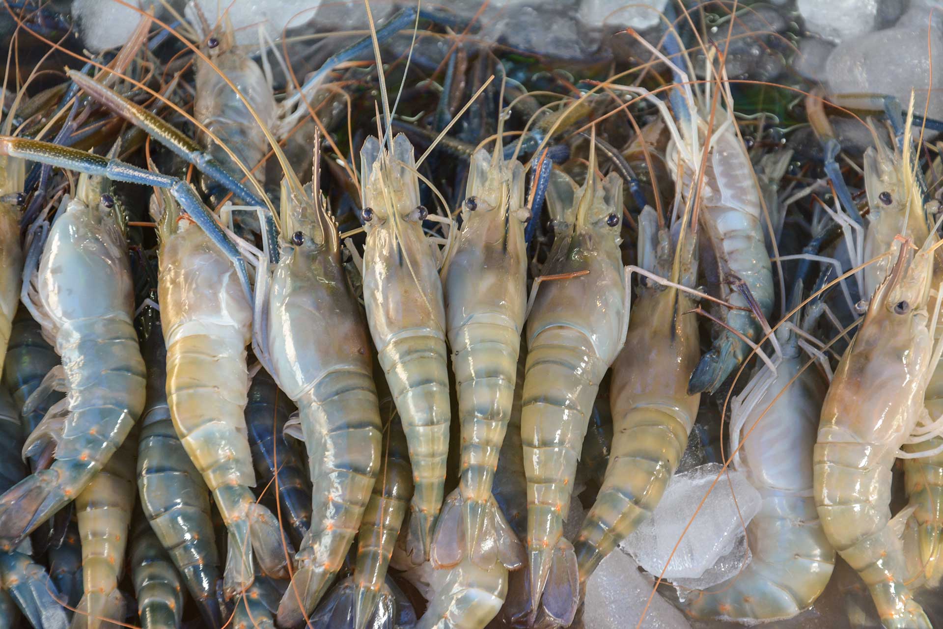 How can you spot a farmed prawn from a wild one?
