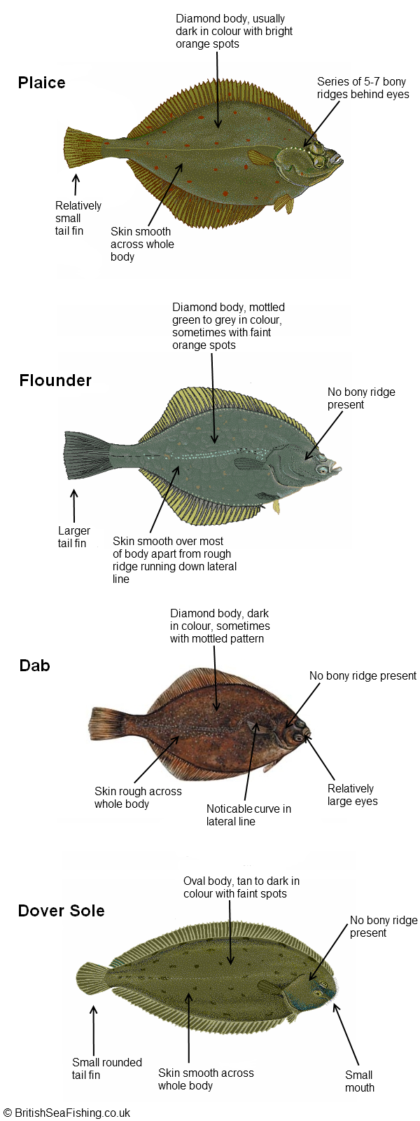 How can you tell a flounder from a plaice?