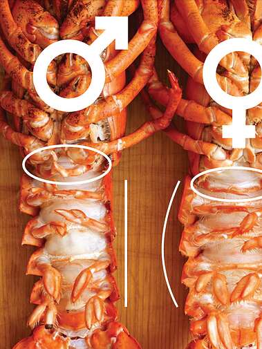 How can you tell a good lobster?