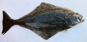 How can you tell a male from a female halibut?
