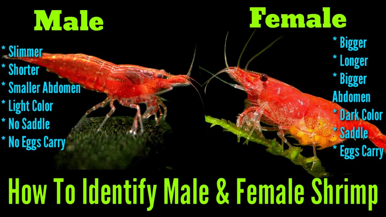 How can you tell a male from a female prawn?