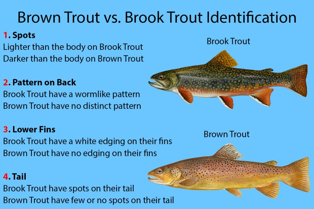 How can you tell a trout?