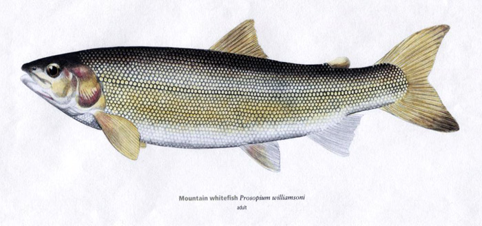 How can you tell a whitefish from a mountain?