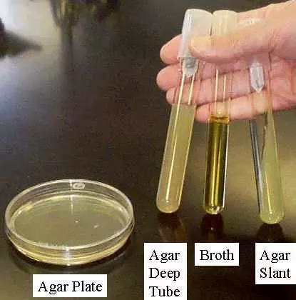 How can you tell bacteria grow in liquid media vs solid media?