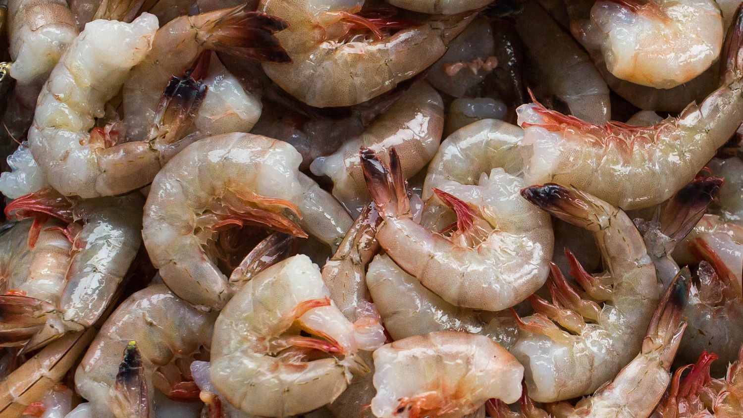 How can you tell fresh shrimp?