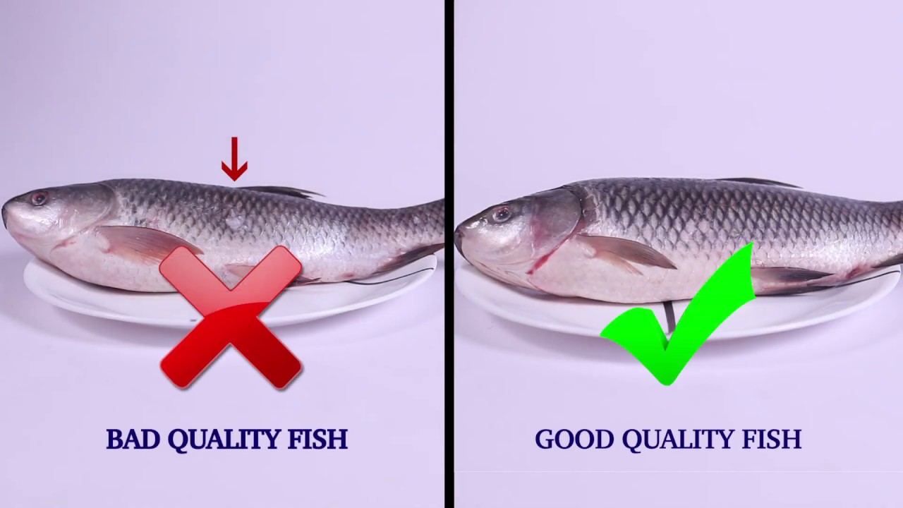 How can you tell good quality fish?