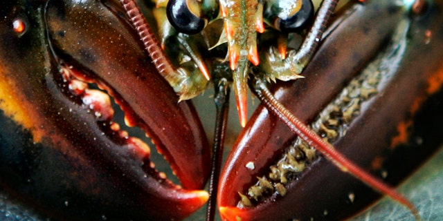 How can you tell how old a lobster is?