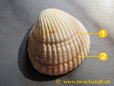 How can you tell how old a seashell is?