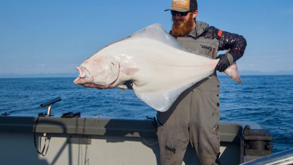 How can you tell how old halibut is?