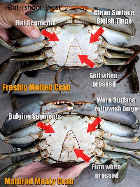 How can you tell if a crab is meaty?