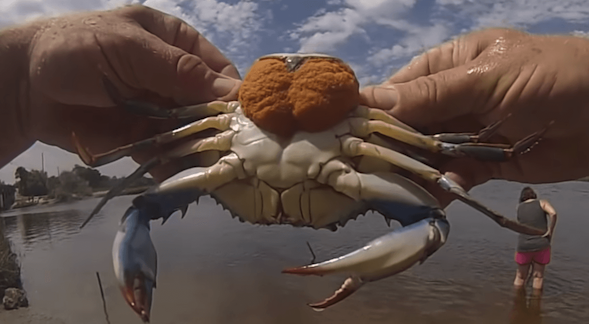 How can you tell if a female blue crab has eggs?