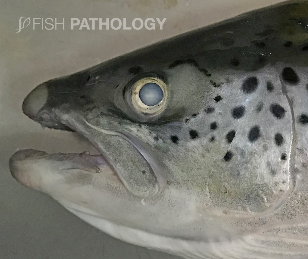 How can you tell if a fish has cataracts?
