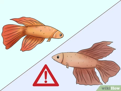 How can you tell if a fish is old or young?