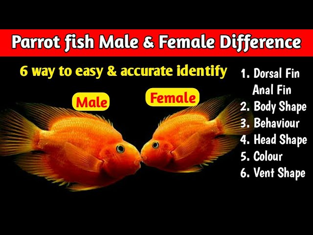 How can you tell if a red fish is male or female?