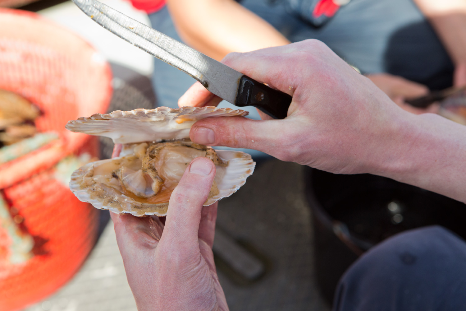 How can you tell if a scallop has gone bad?