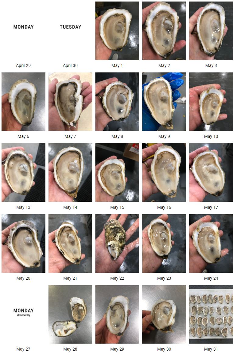 How can you tell if a shucked oyster is safe to eat?