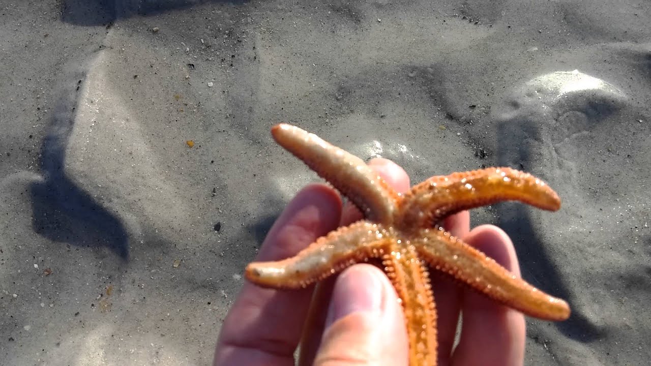 How can you tell if a starfish is alive?