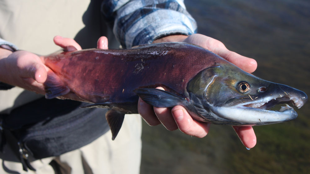 How can you tell if its a kokanee?