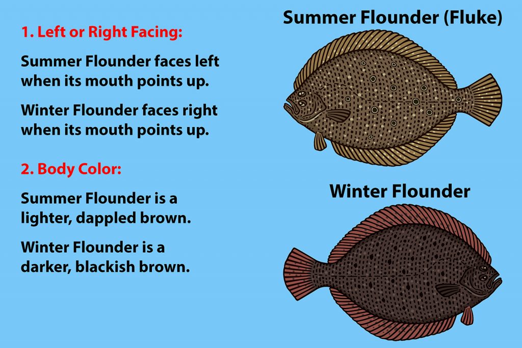 How can you tell the difference between a fluke and a flounder?